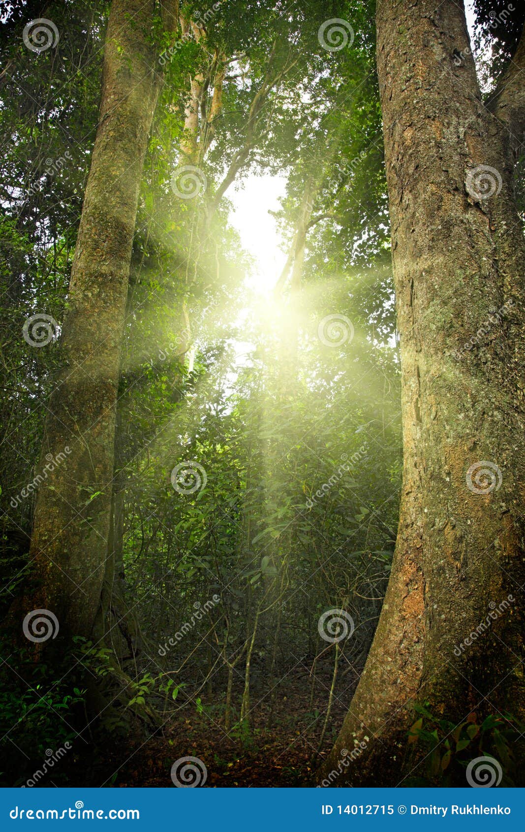 Luz Del Sol En Selva Tropical Imagen de archivo - Imagen de arena ...