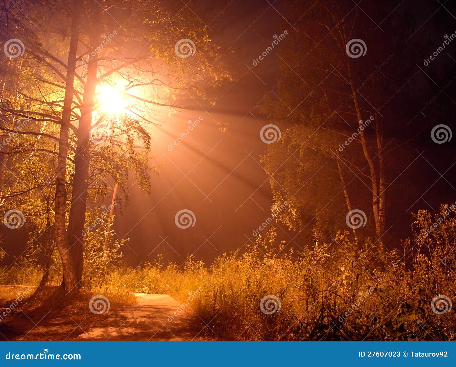 Luz en el bosque imagen de archivo. Imagen de noche, paisaje - 27607023