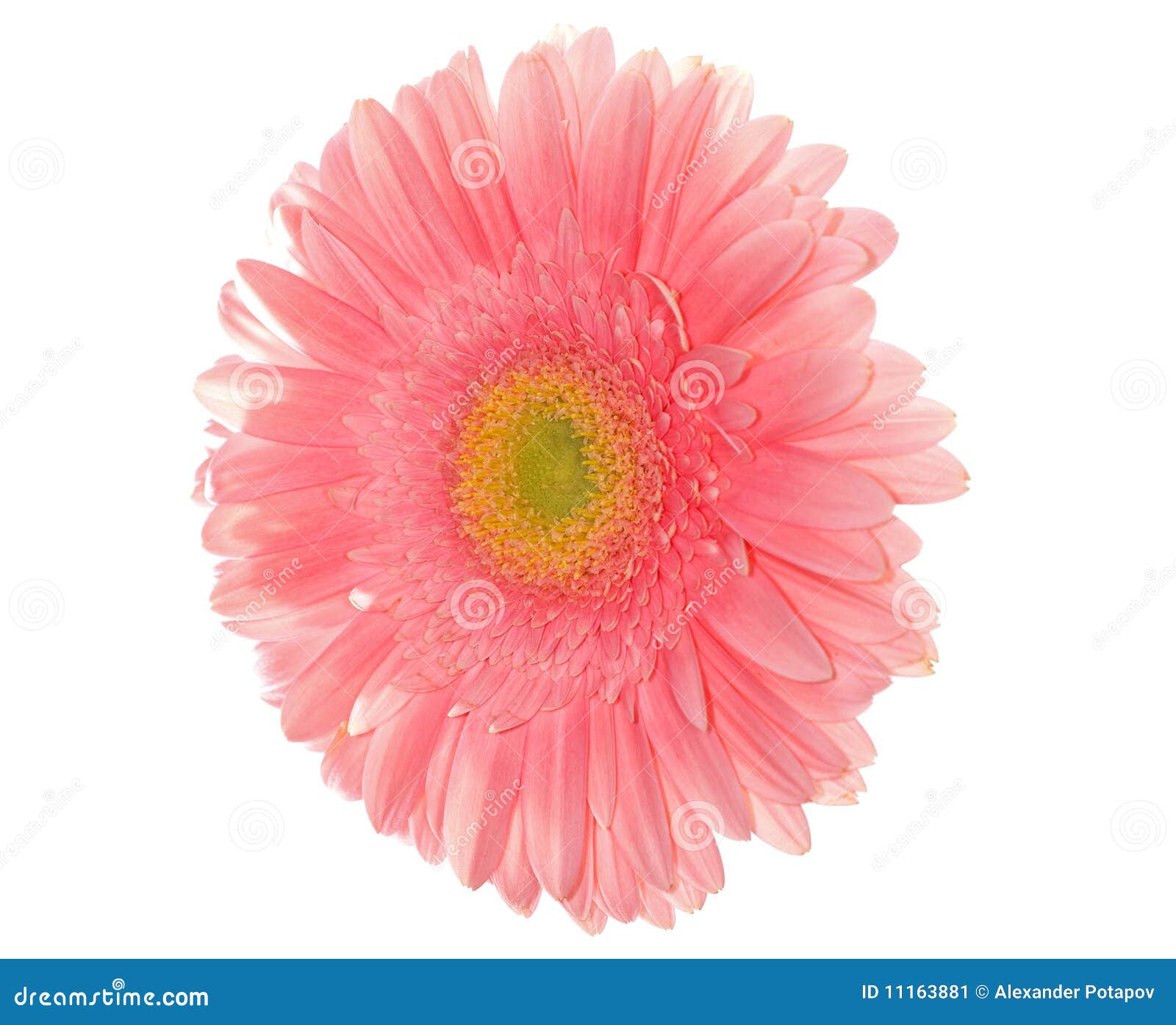 Luz - Margarida Cor-de-rosa Imagem de Stock - Imagem de remoto, flores ...