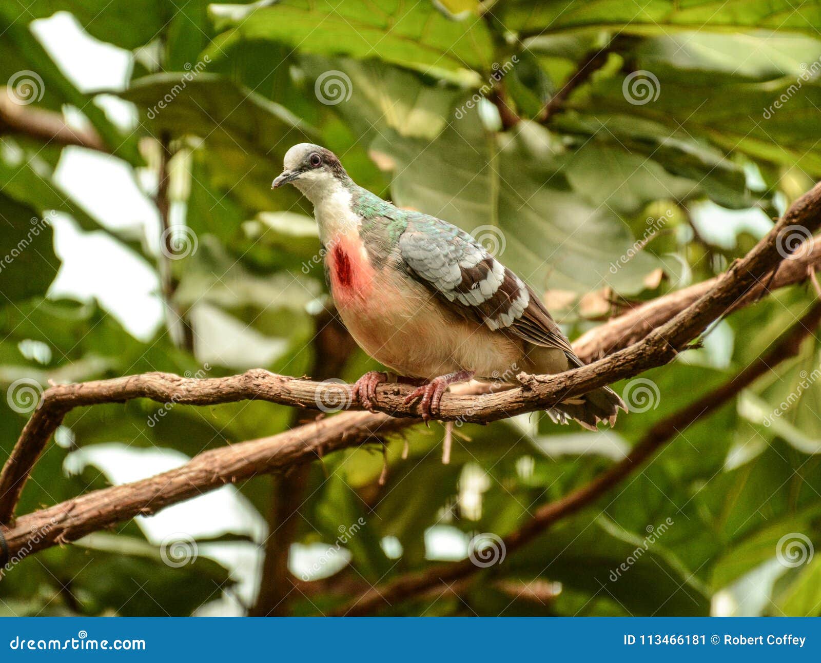 A Luzon Bleeding Heart Dove Stock Image - Image of perched, luzon ...