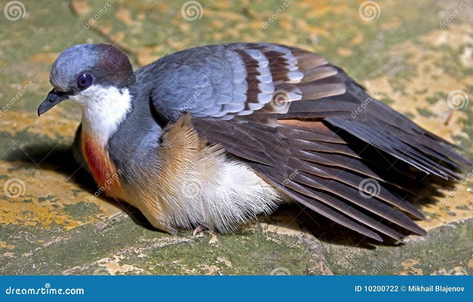 Bleeding Heart Pigeon