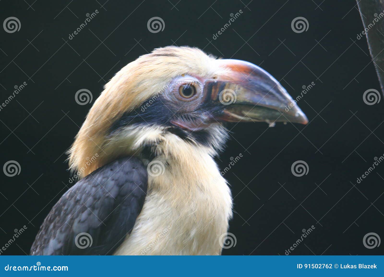Luzon hornbill stock photo. Image of manillae, luzon - 91502762