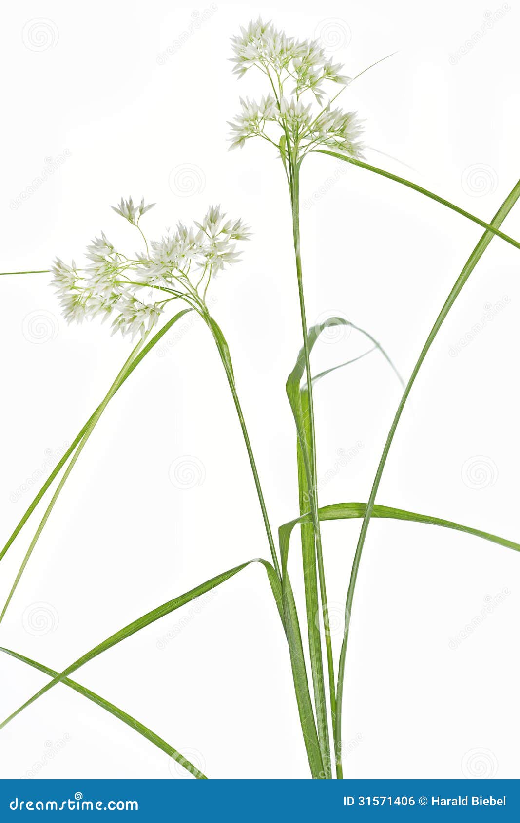 Luzula Nivea grass stock photo. Image of grass, format - 31571406