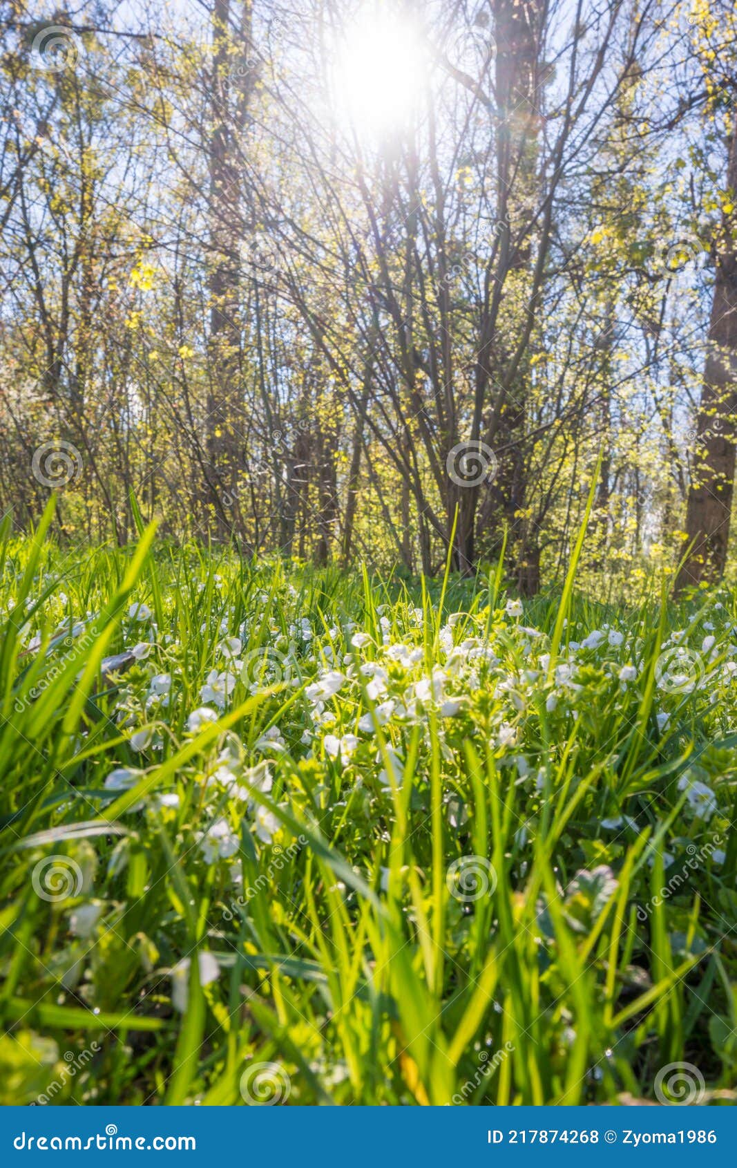 Lviv City Spark in the Early Spring Season Stock Photo - Image of grass ...