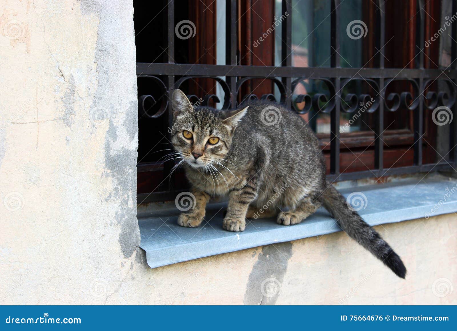 Lviv wild cat stock photo. Image of named, wild, shoes - 75664676