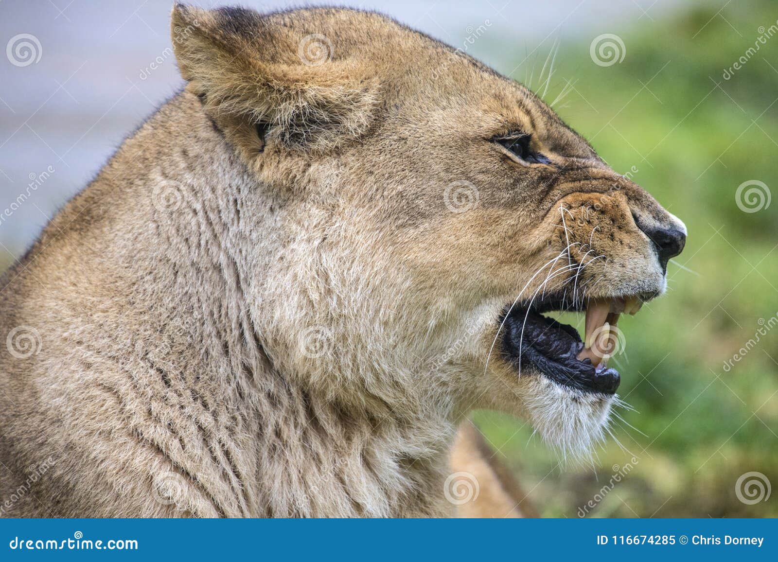 Lwica obraz stock. Obraz złożonej z turystyka, femaleness - 116674285