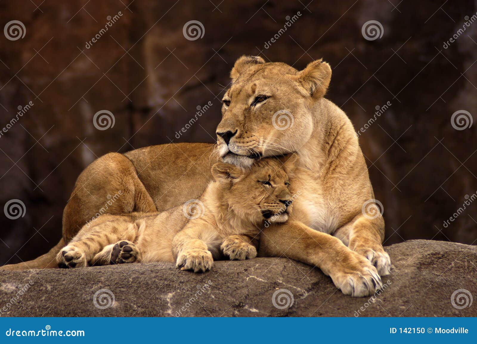 Lwica młode zdjęcie stock. Obraz złożonej z junior, sawanna - 142150