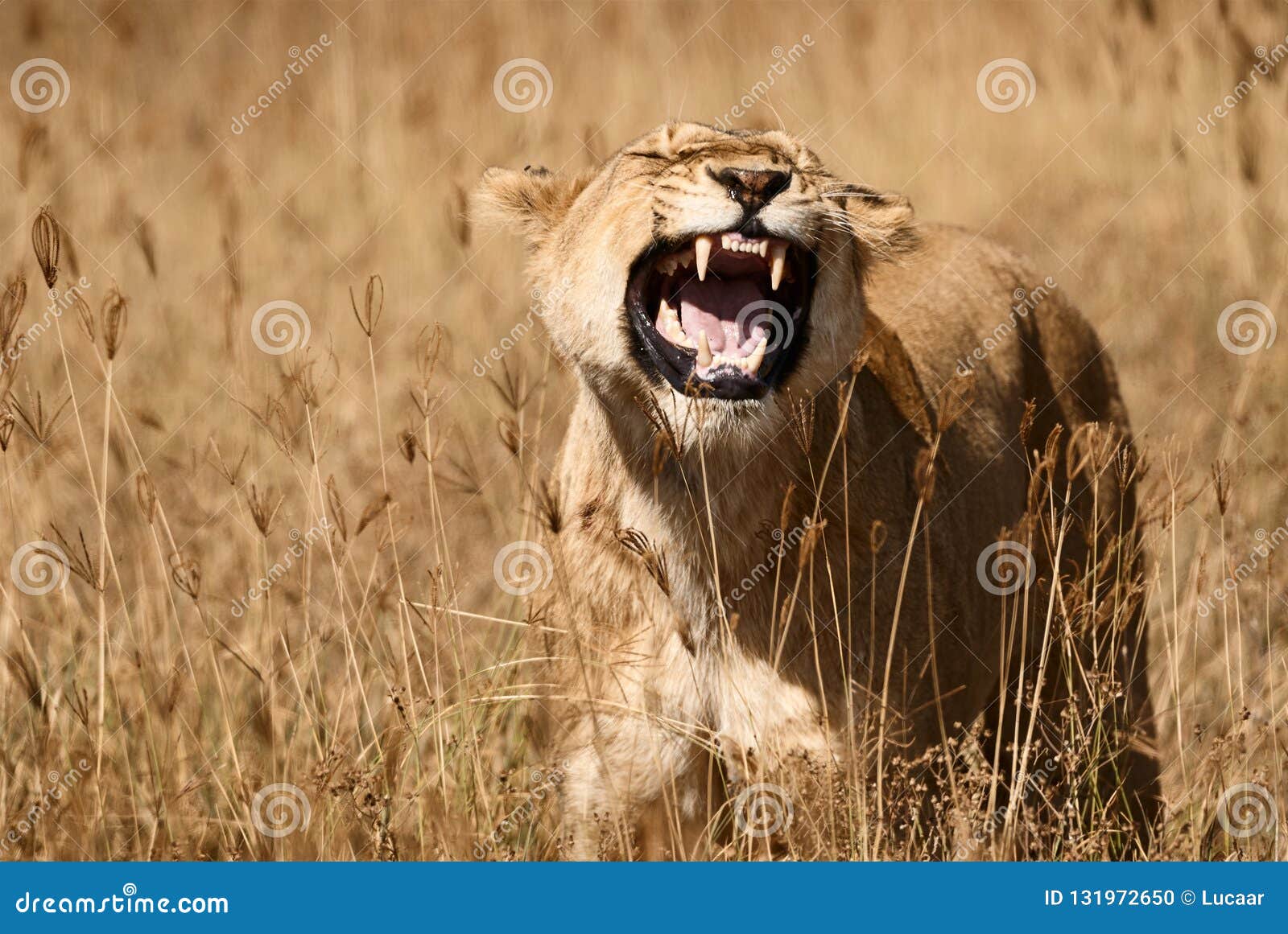 Lwica ryczy w sawannie zdjęcie stock. Obraz złożonej z duży - 131972650