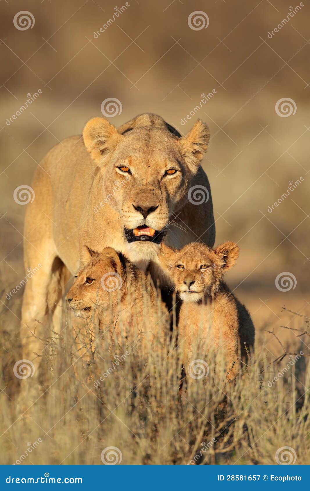 Lwica z lisiątkami obraz stock. Obraz złożonej z południe - 28581657