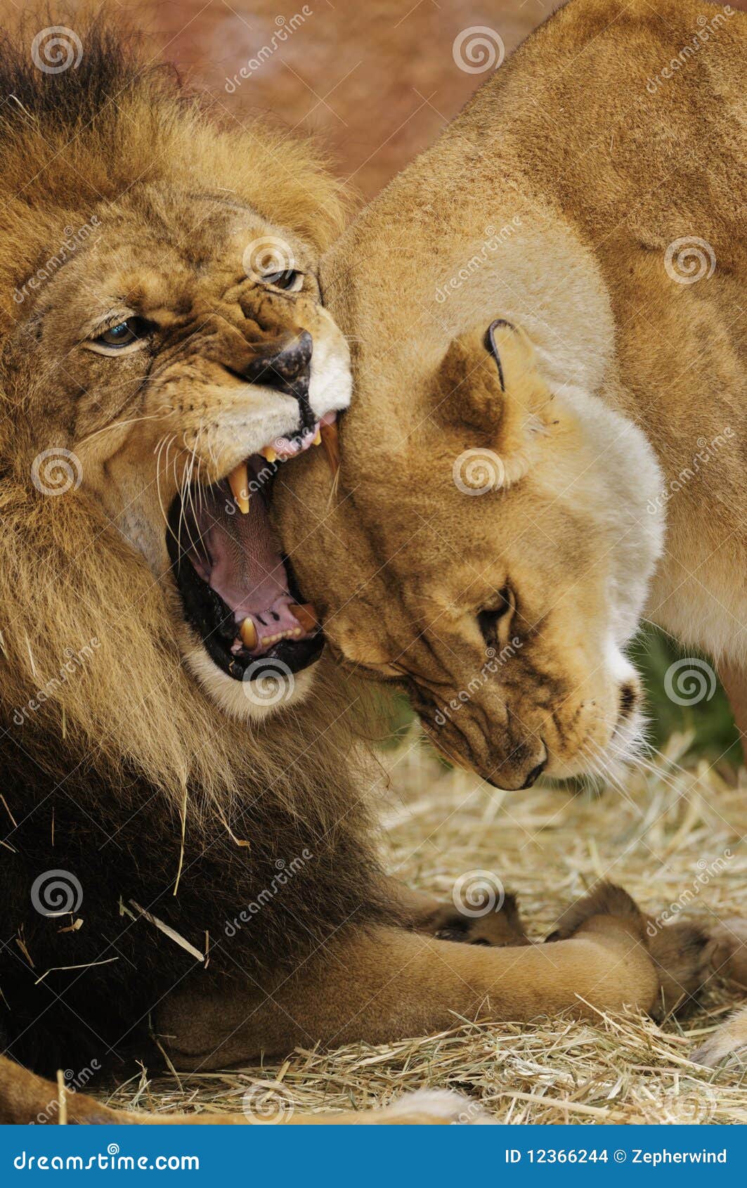 Lwy zdjęcie stock. Obraz złożonej z przyroda, afryka - 12366244
