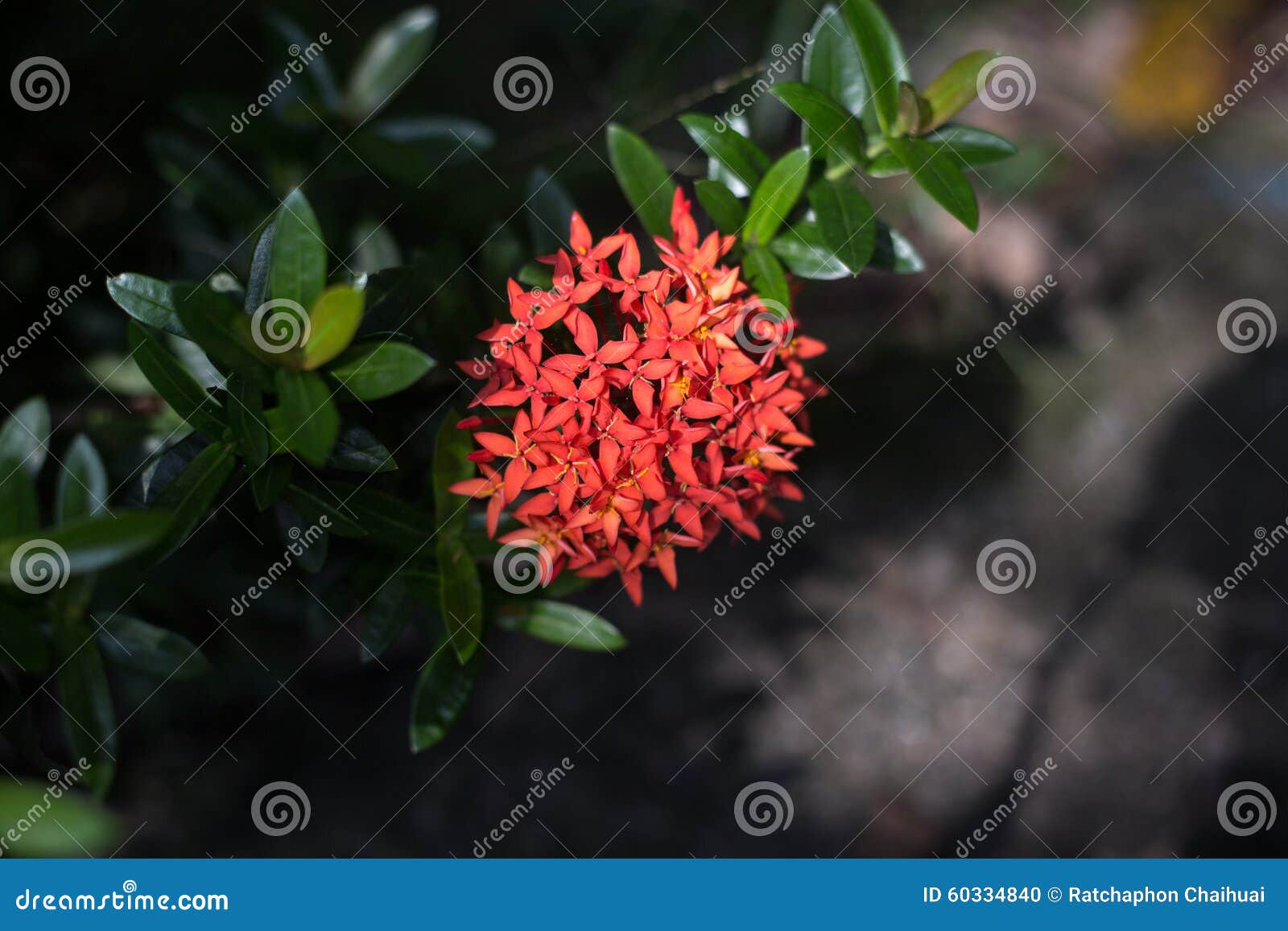 Lxora on Street stock photo. Image of ixora, flower, closeup - 60334840
