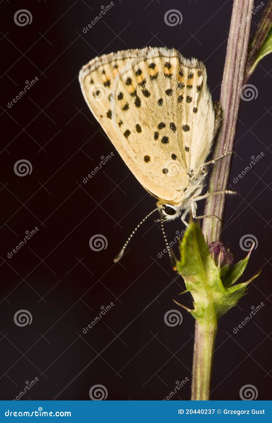 Lycaena tityrus stock image. Image of great, copper, natural - 20440237