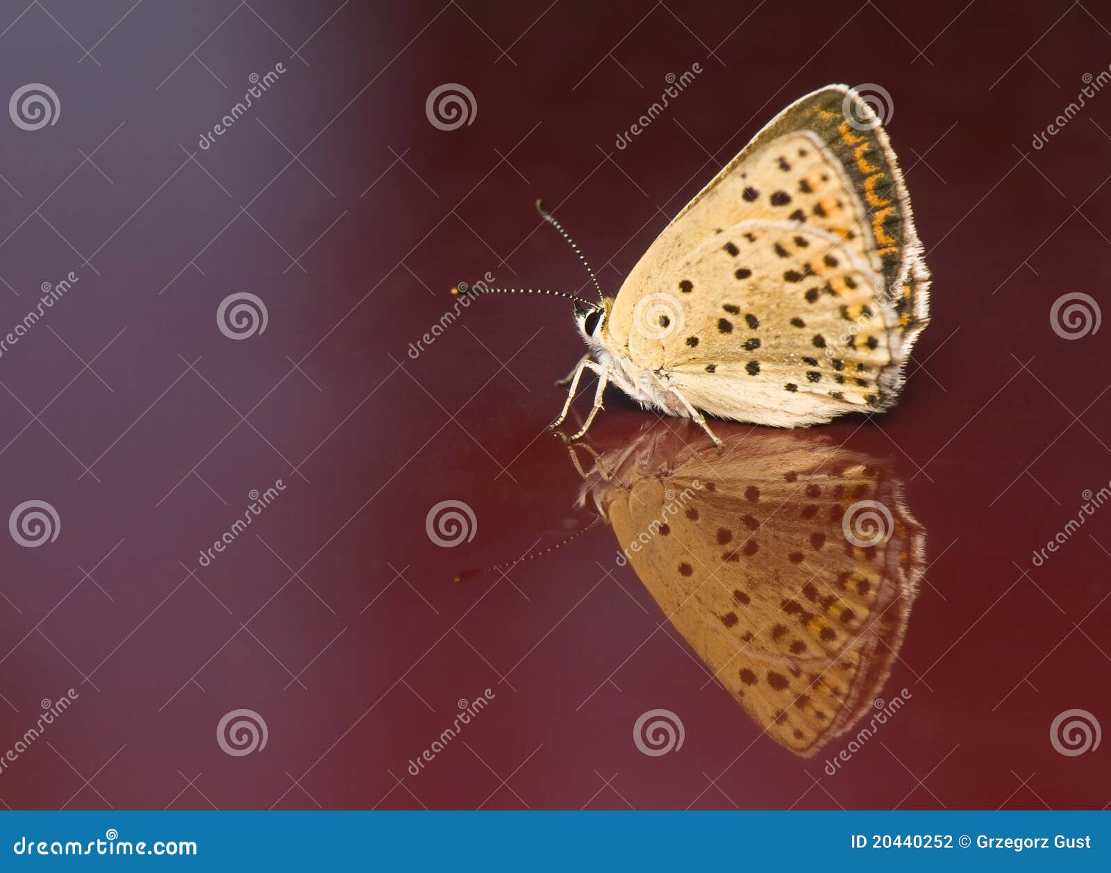 Lycaena tityrus stock photo. Image of dots, blurred, natural - 20440252