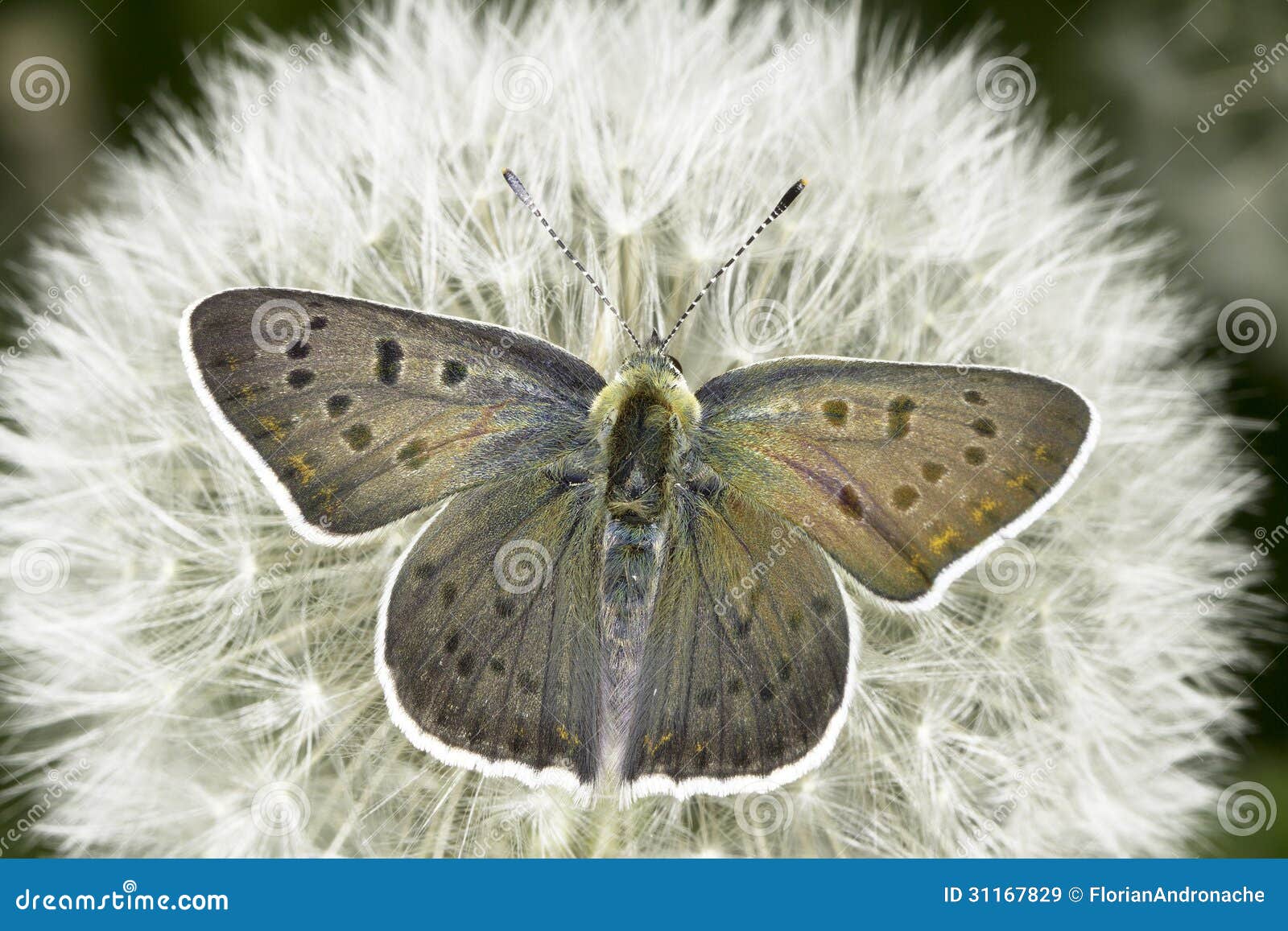 Copper-butterfly Lat Lycaenidae. Stock Photography | CartoonDealer.com ...