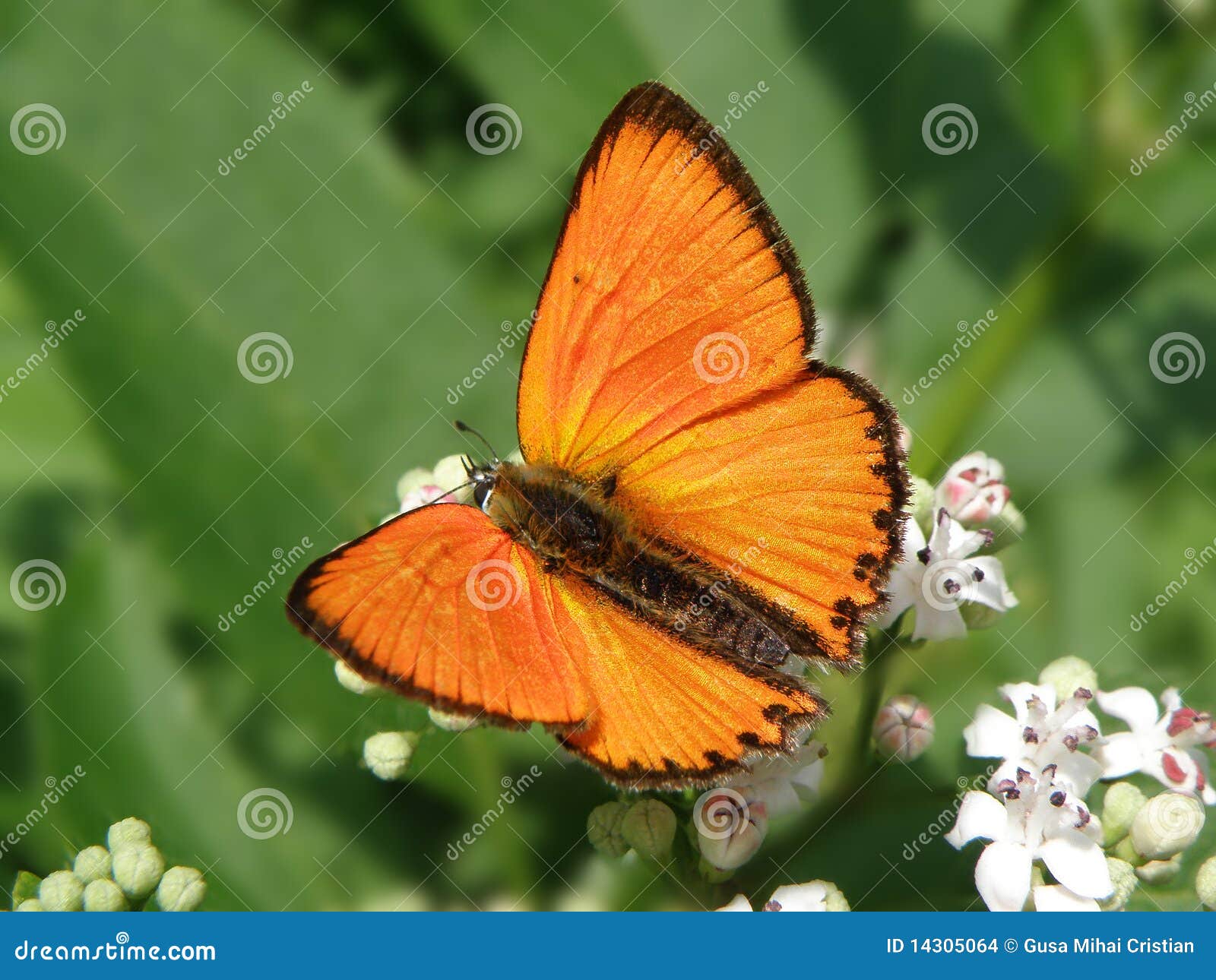 Lycaena Virgaureae Linnaeus 1758 Scarce Copper Stock Photo - Image of ...