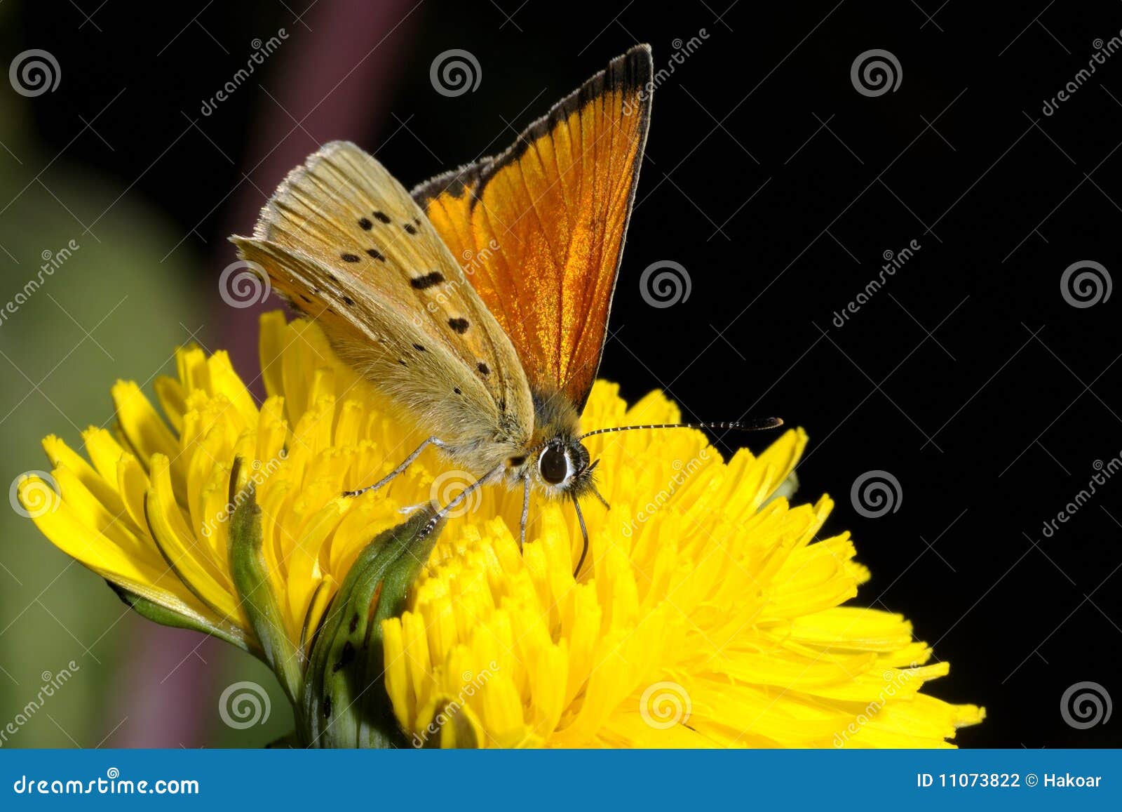 Lycaena Virgaureae, Scarce Copper Stock Photo - Image of small, pattern ...