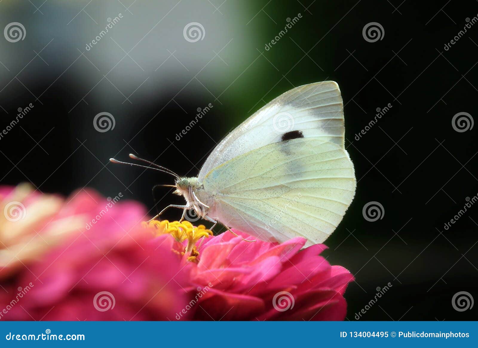 蝴蝶、昆虫、飞蛾和蝴蝶，Lycaenid 图片. 图片: 134004495