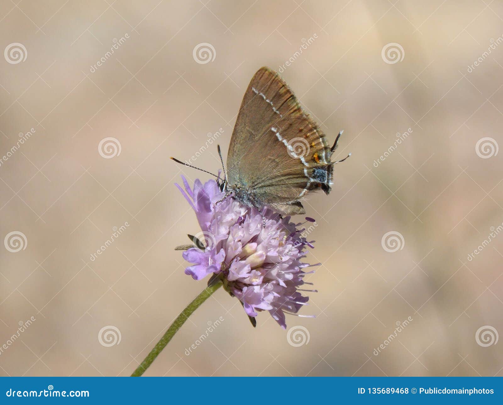 蝴蝶、飞蛾和蝴蝶，昆虫，Lycaenid 图片. 图片: 135689468