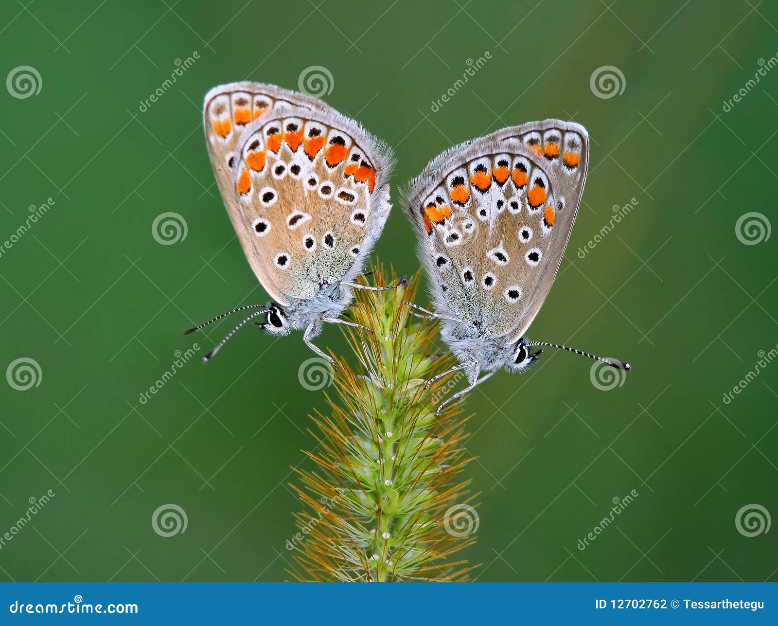 Lycaenidae stock photo. Image of animal, macro, wings - 12702762