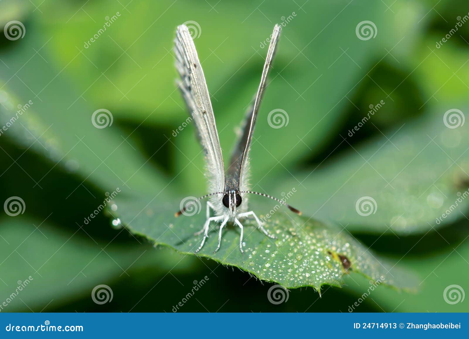 Lycaenidae butterfly stock image. Image of scalewing - 24714913