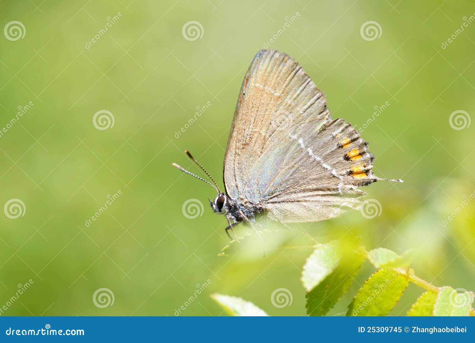 Lycaenidae butterfly stock image. Image of wild, insect - 25309745