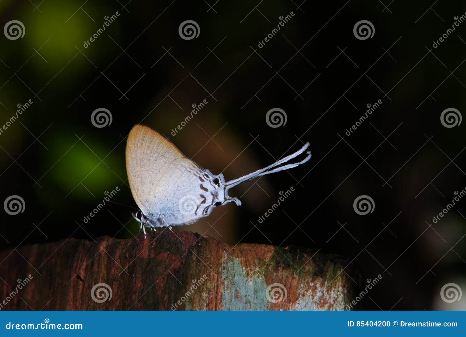 Lycaenidae on wood stock photo. Image of brownies, leave - 85404200