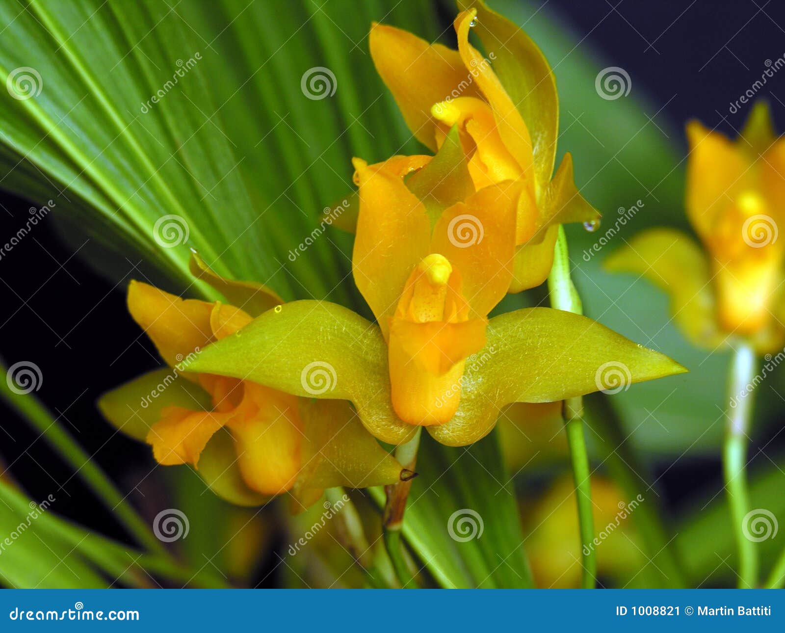 Lycaste aromatica, Orchid stock image. Image of blooming - 1008821