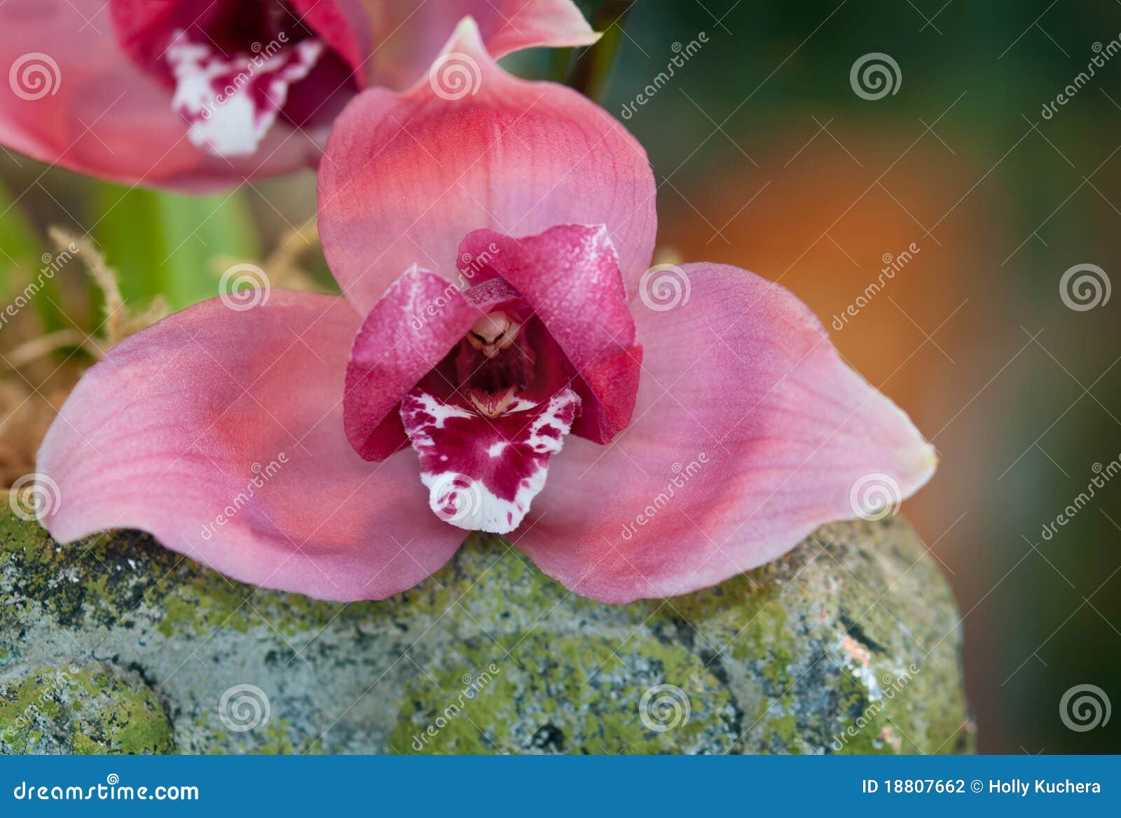 Lycaste Hybrid Orchid stock photo. Image of vegetation - 18807662