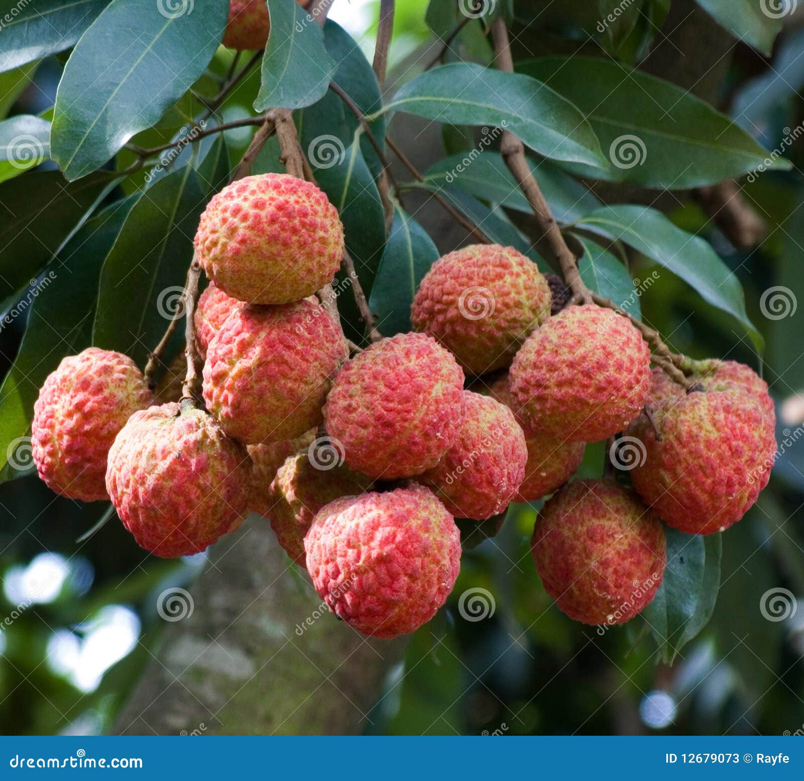 Lychee stock image. Image of green, china, sweet, guangdong - 12679073