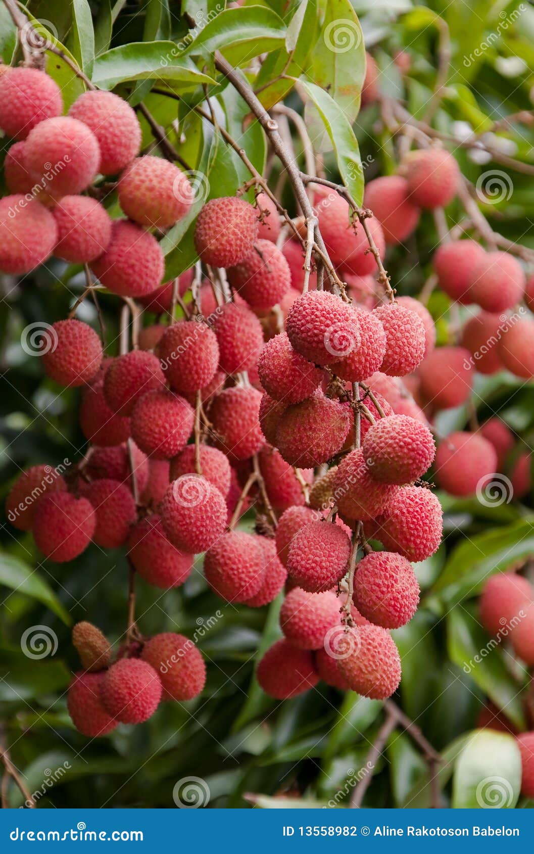 Lychee stock photo. Image of tropical, drupe, grape, plant - 13558982