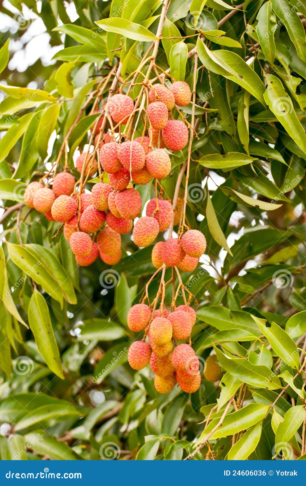 Lychee foto de stock. Imagem de casca, porcelana, vitaminas - 24606036