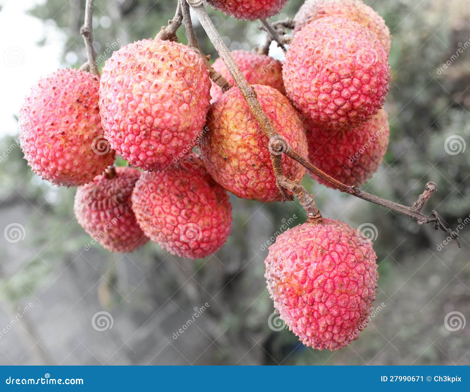 Lychee stock image. Image of colorful, health, ripe, exotic - 27990671