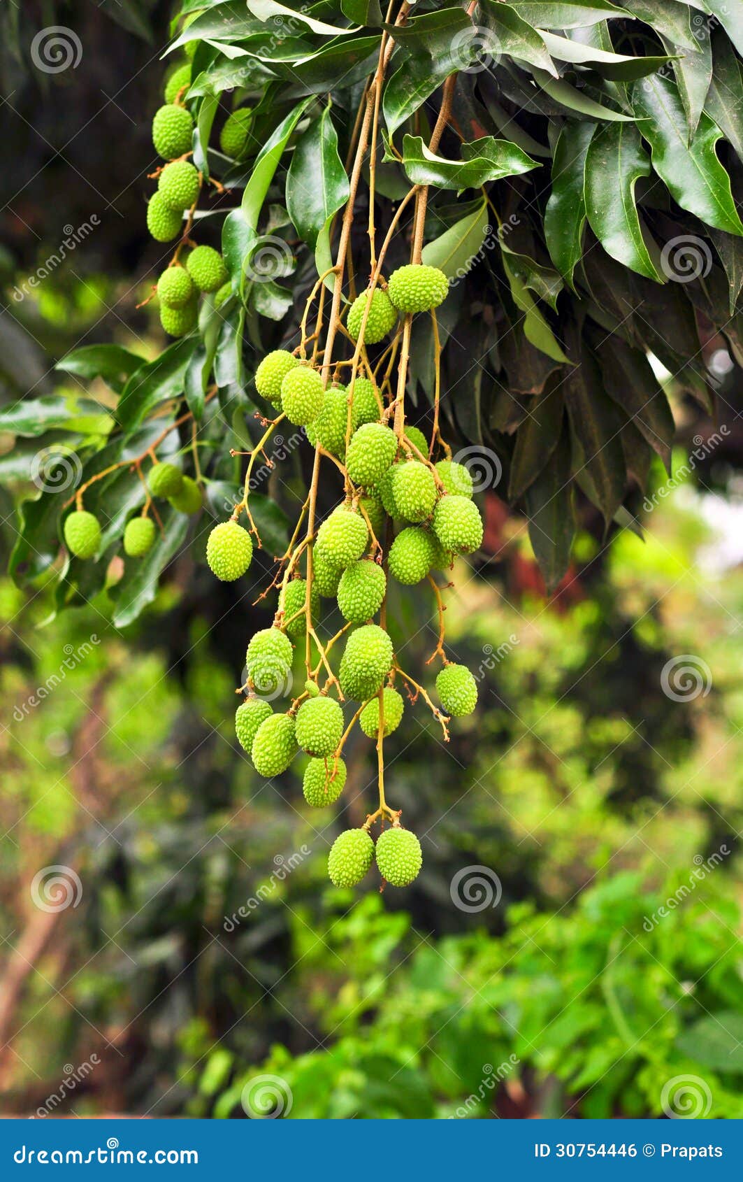 Lychee. stock photo. Image of exotic, gourmet, freshness - 30754446