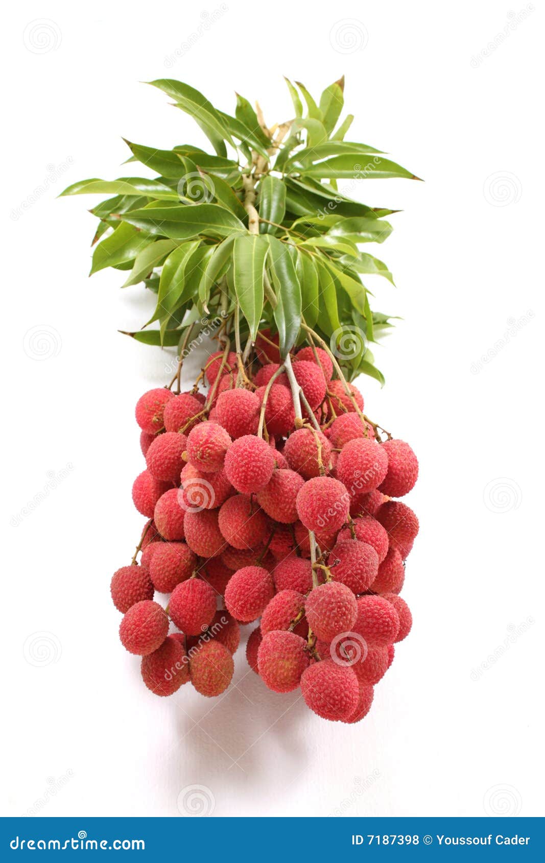 Lychee bundle stock photo. Image of background, isolated - 7187398