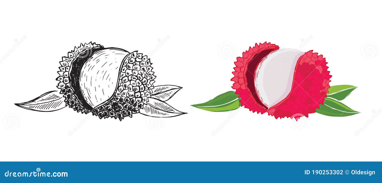 Lychee Doodle Drawings. Exotic Fruit. Vector Stock Vector ...