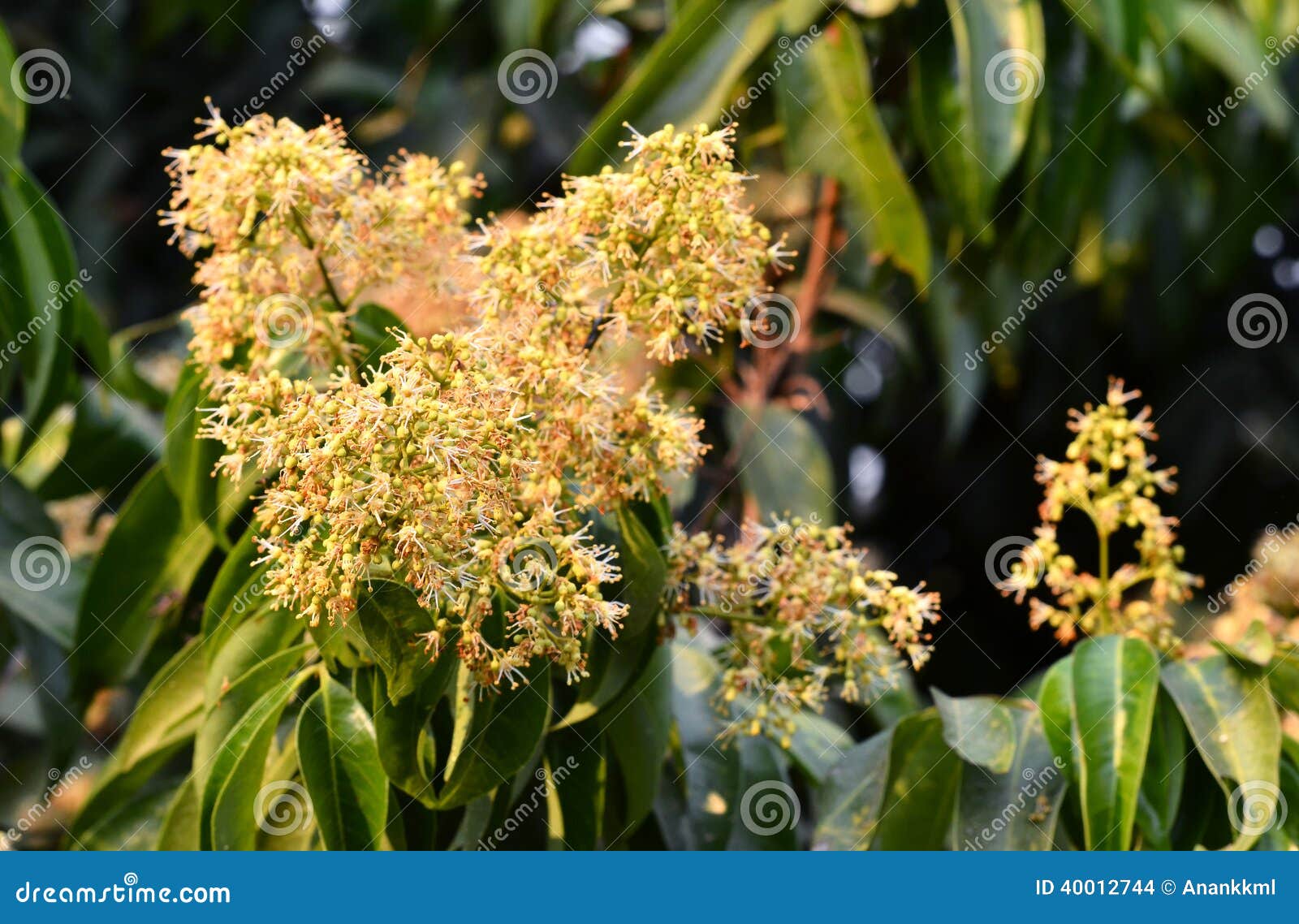 Lychee flower stock photo. Image of tree, bunch, leaves - 40012744