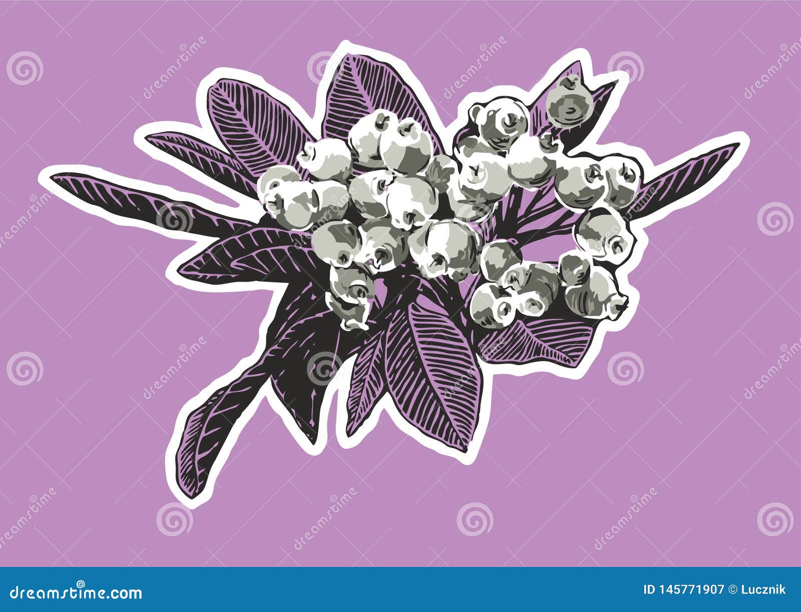 Lychee flowers stock vector. Illustration of decoration - 145771907
