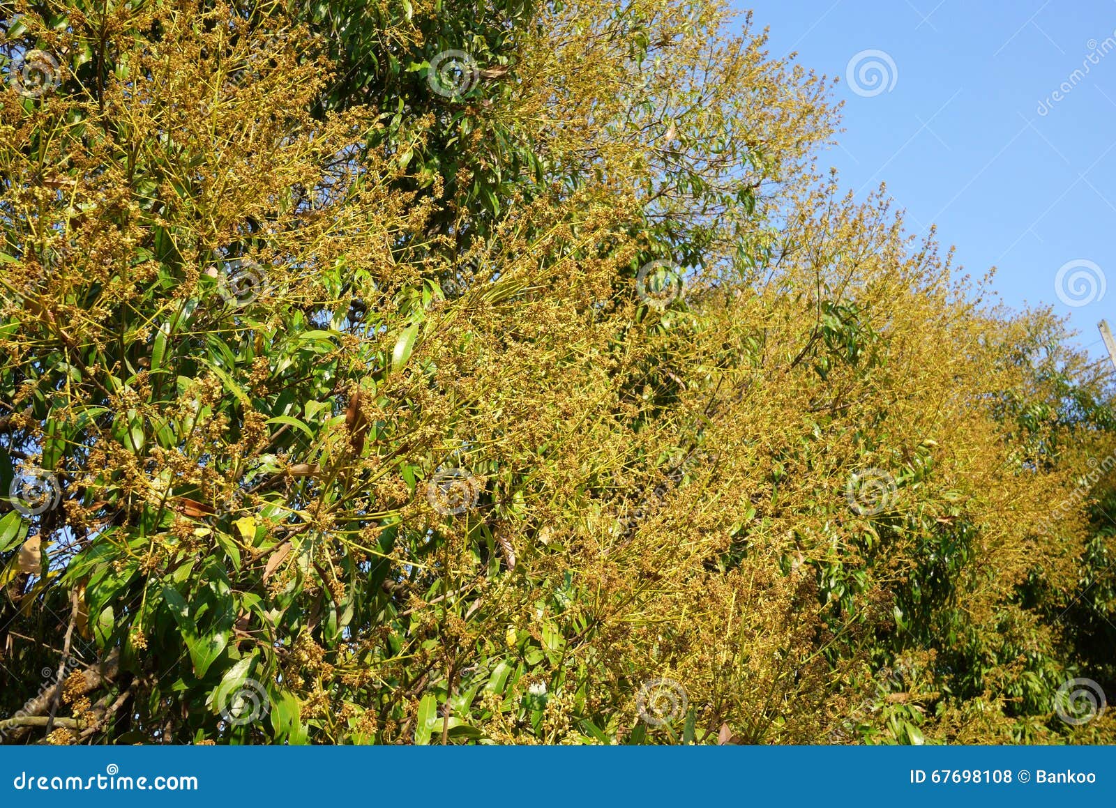 Lychee flowers stock photo. Image of flowers, bunch, bouquet - 67698108