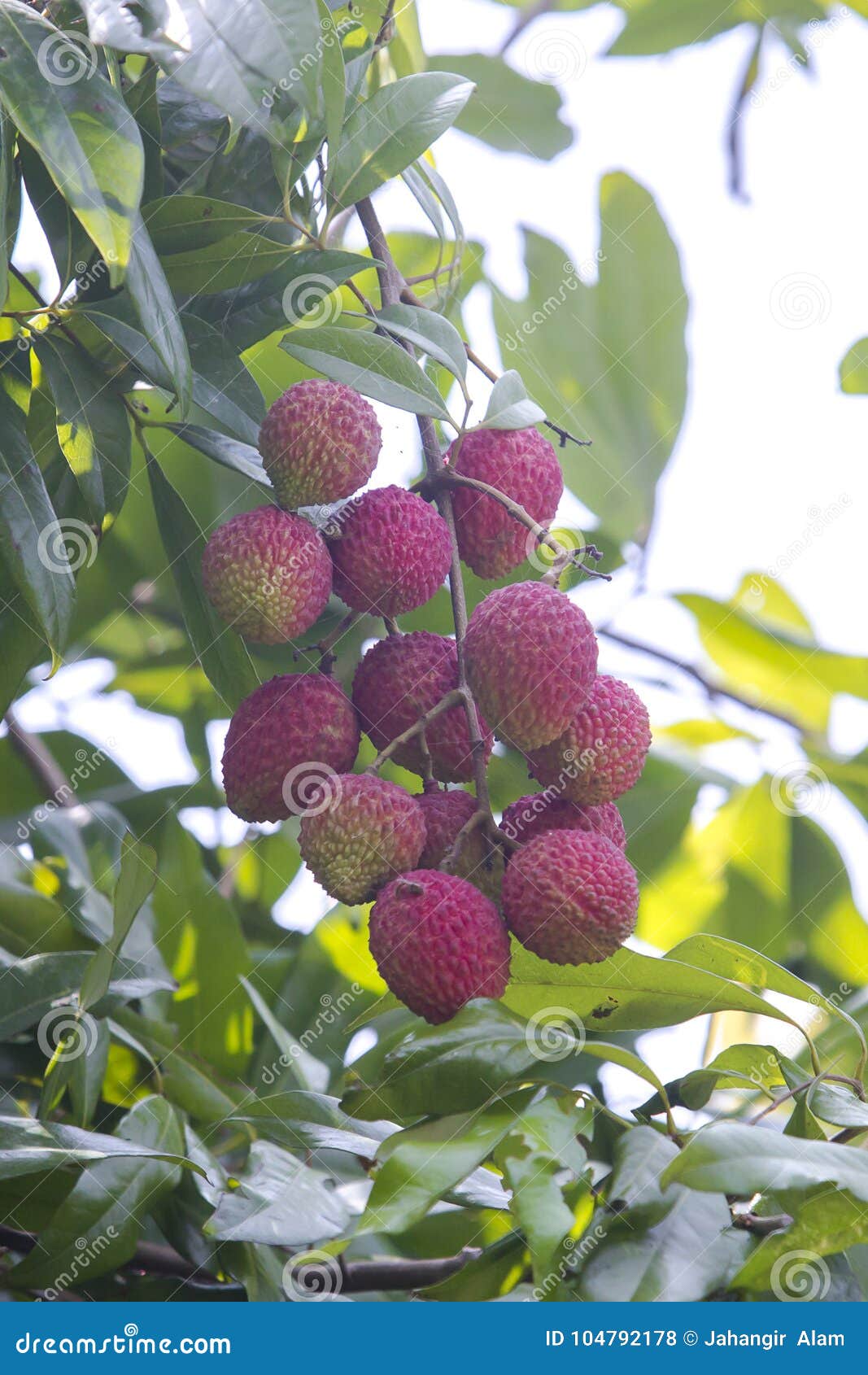 Lychee Fruits, Locally Called Lichu at Ranisonkoil, Thakurgoan ...