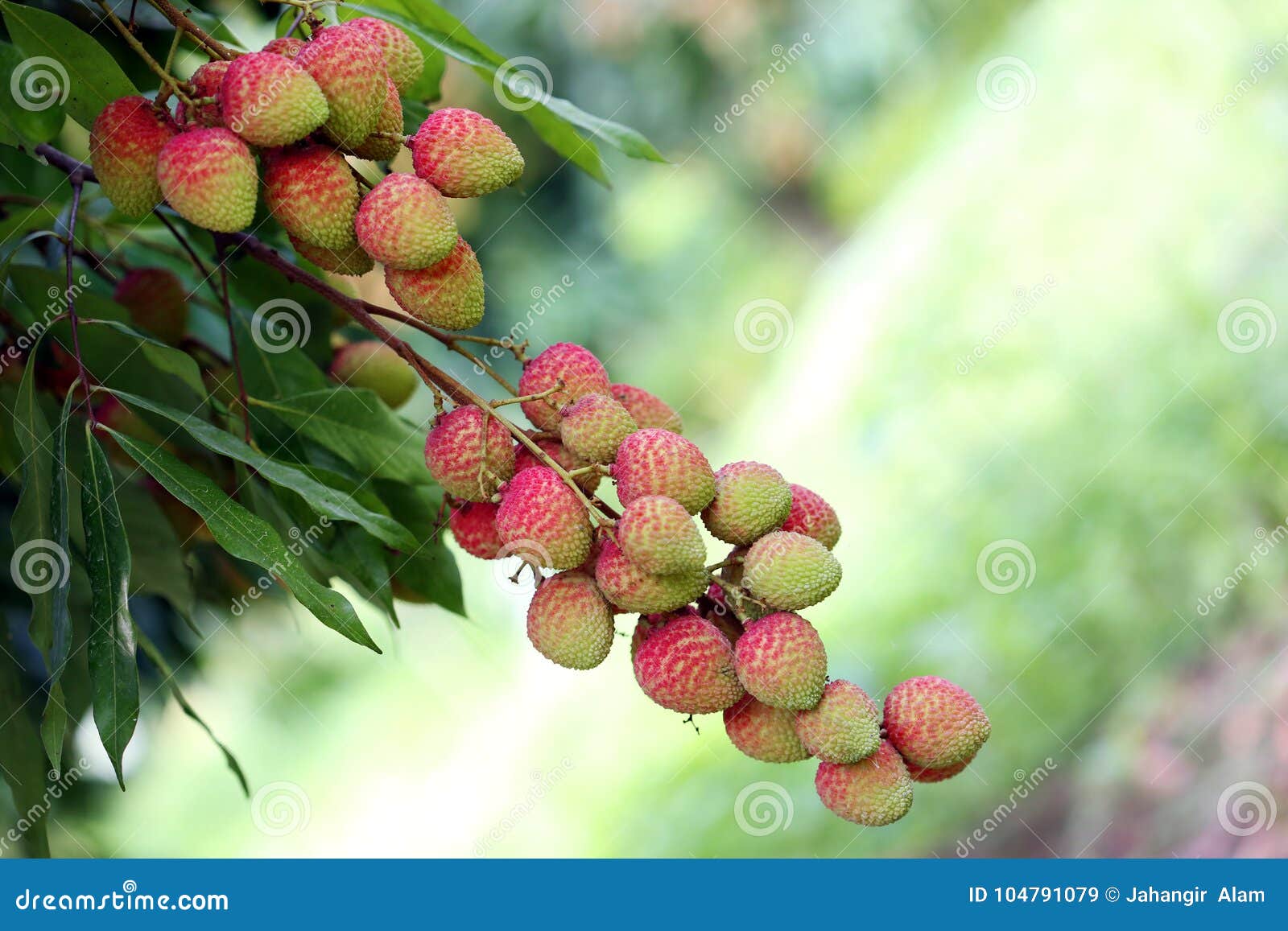 Lychee Fruits, Locally Called Lichu at Ranisonkoil, Thakurgoan ...