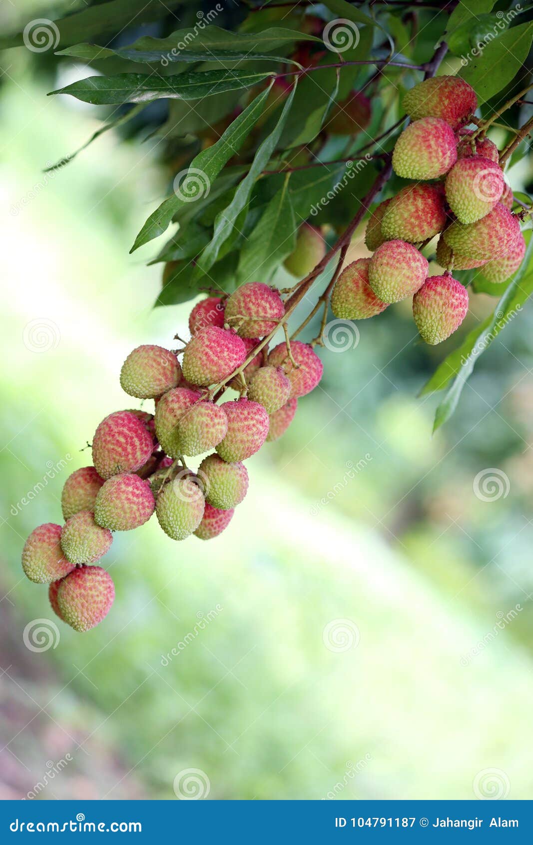 Lychee Fruits, Locally Called Lichu at Ranisonkoil, Thakurgoan ...