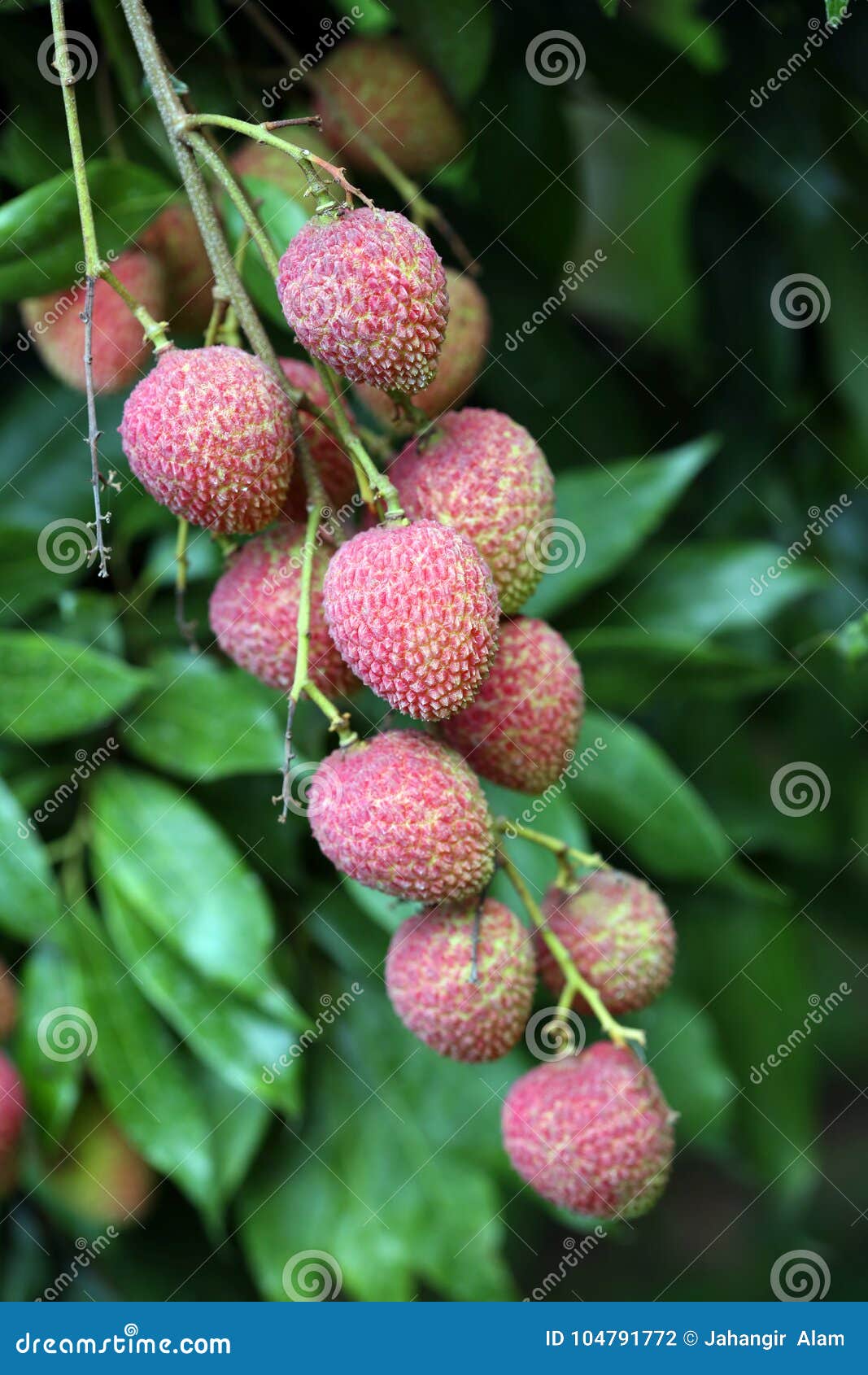 Lychee Fruits, Locally Called Lichu at Ranisonkoil, Thakurgoan ...