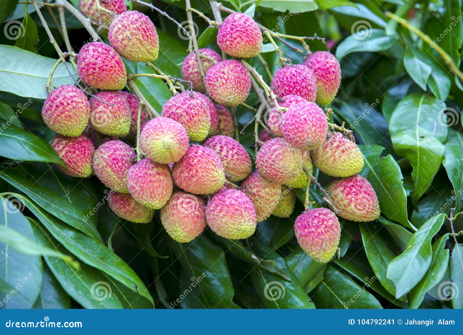 Lychee Fruits, Locally Called Lichu at Ranisonkoil, Thakurgoan ...
