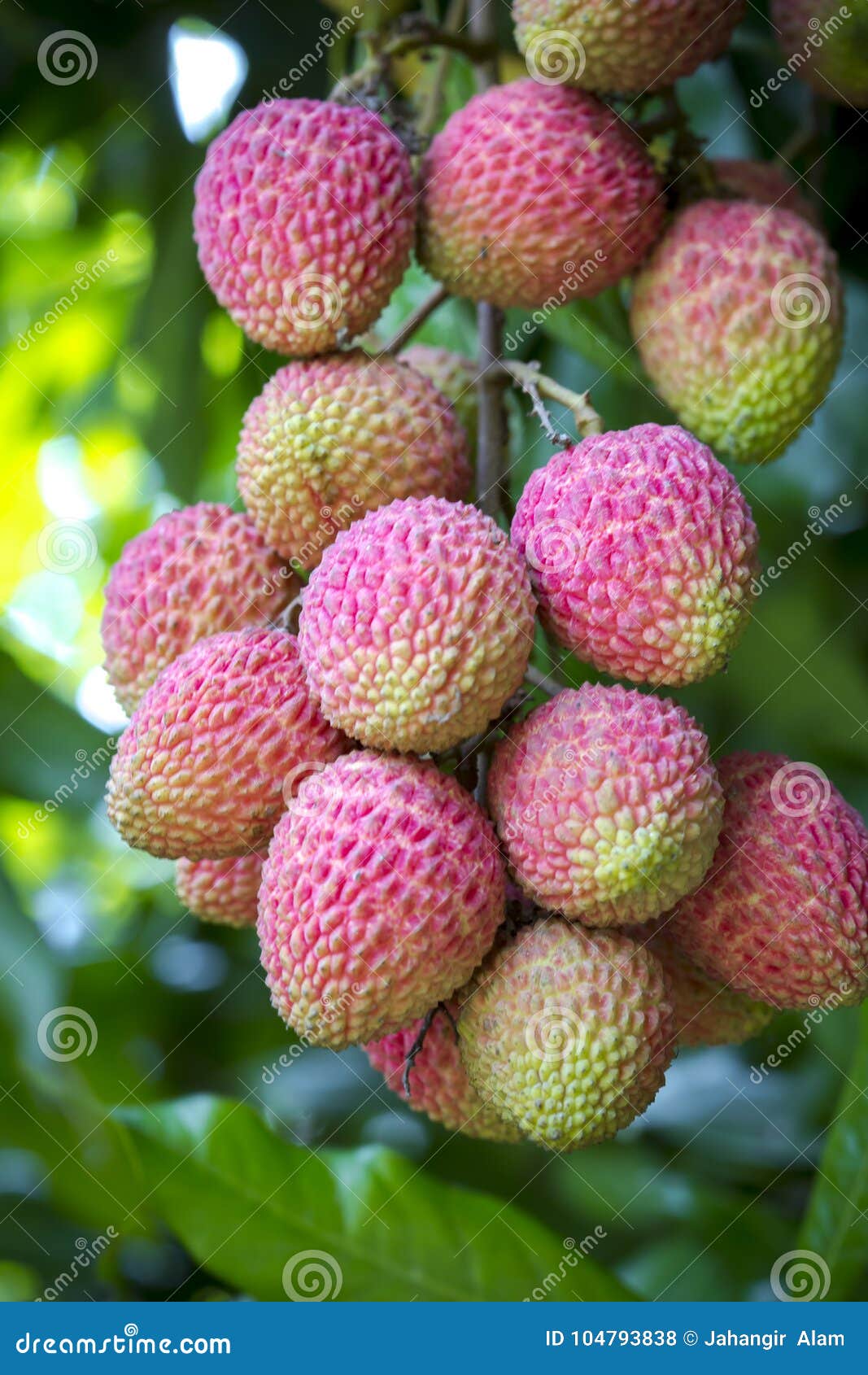 Its Lychee Picking Time at Ranisonkoil, Thakurgoan, Bangladesh. Stock ...