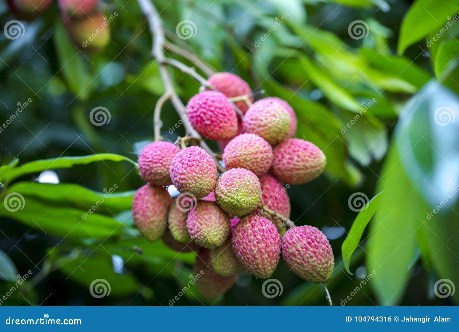Its Lychee Picking Time at Ranisonkoil, Thakurgoan, Bangladesh. Stock ...