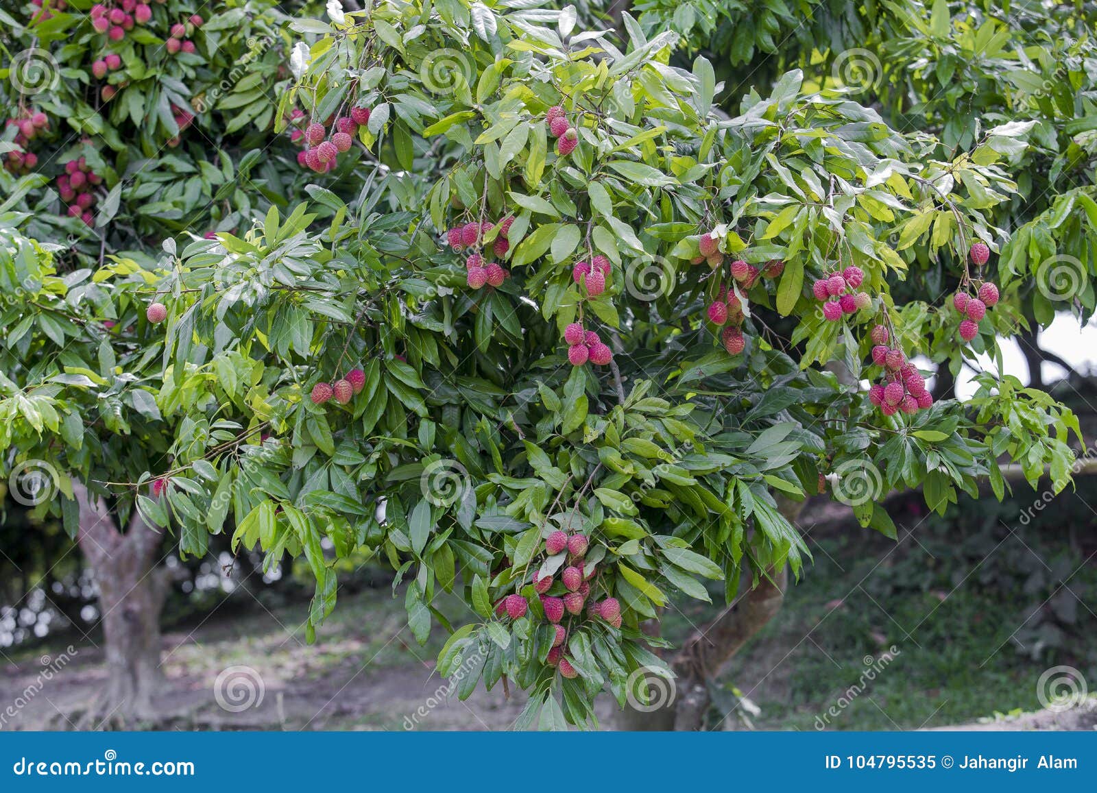 Lychee Fruits, Locally Called Lichu at Ranisonkoil, Thakurgoan ...