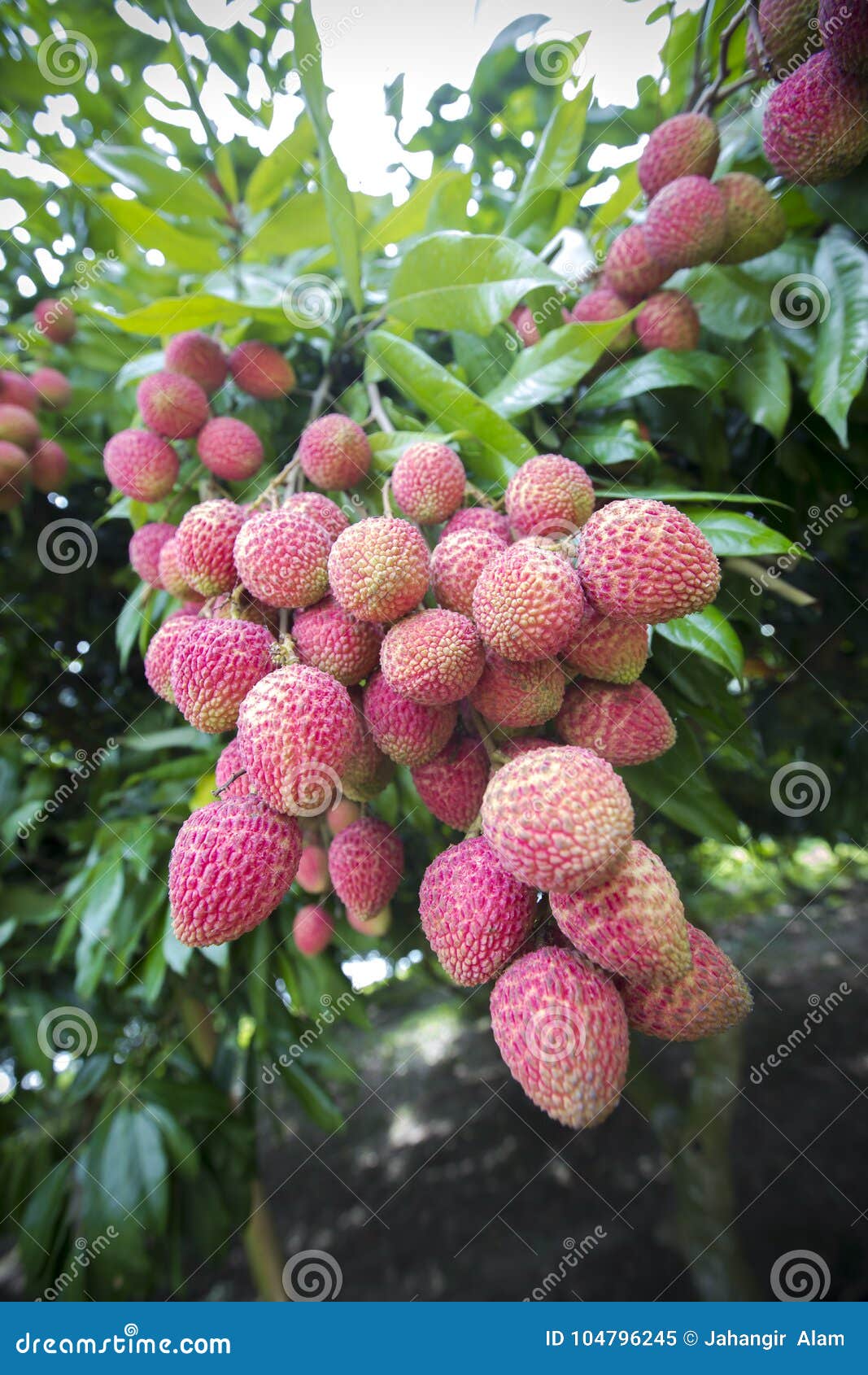 Lychee Fruits, Locally Called Lichu at Ranisonkoil, Thakurgoan ...
