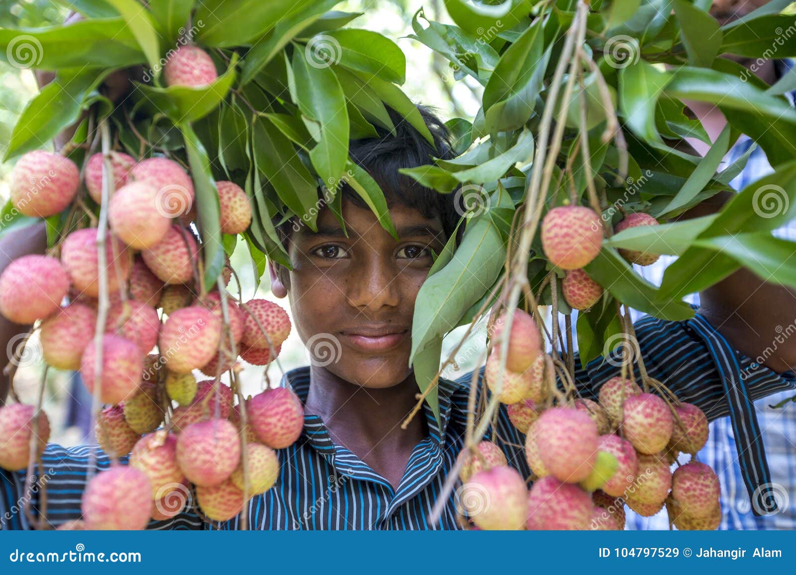 A Kid Showing Lychees Fruits, Locally Called Lichu at Ranisonkoil ...