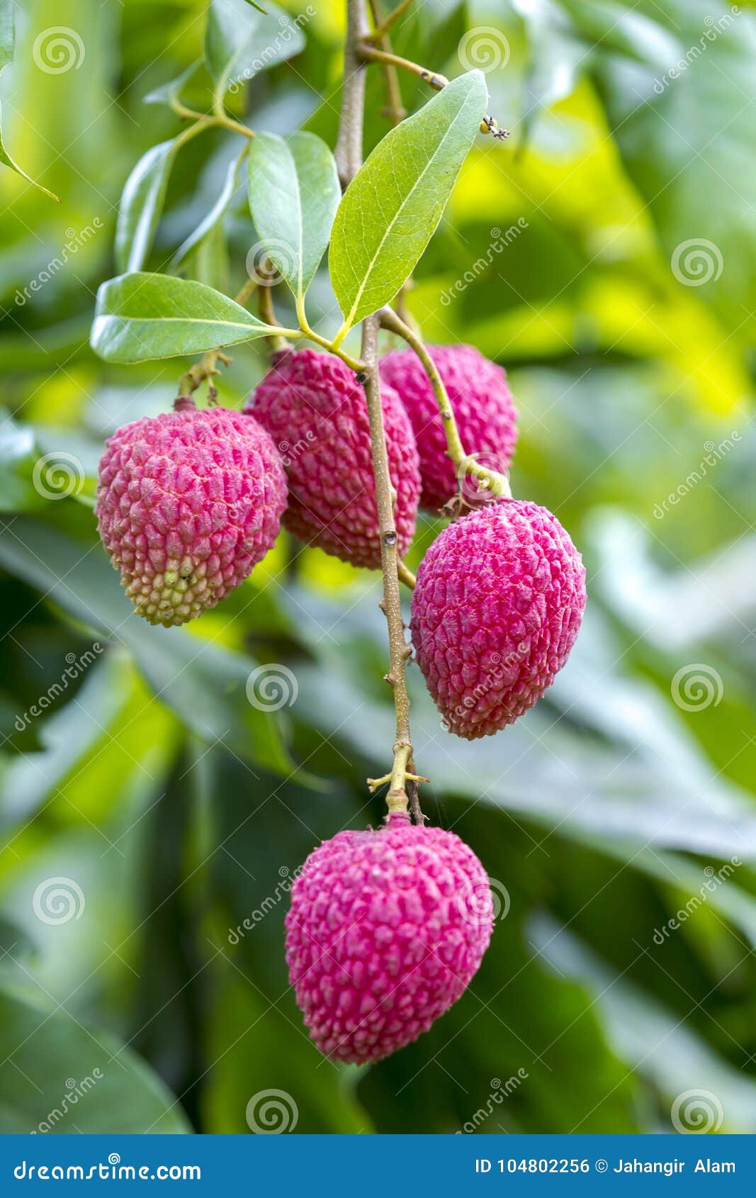 Its Lychee Picking Time at Ranisonkoil, Thakurgoan, Bangladesh. Stock ...