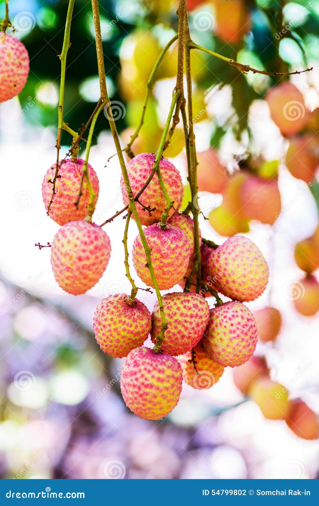 Lychee Fruit (asia Fruit) on the Tree. Stock Photo - Image of health ...